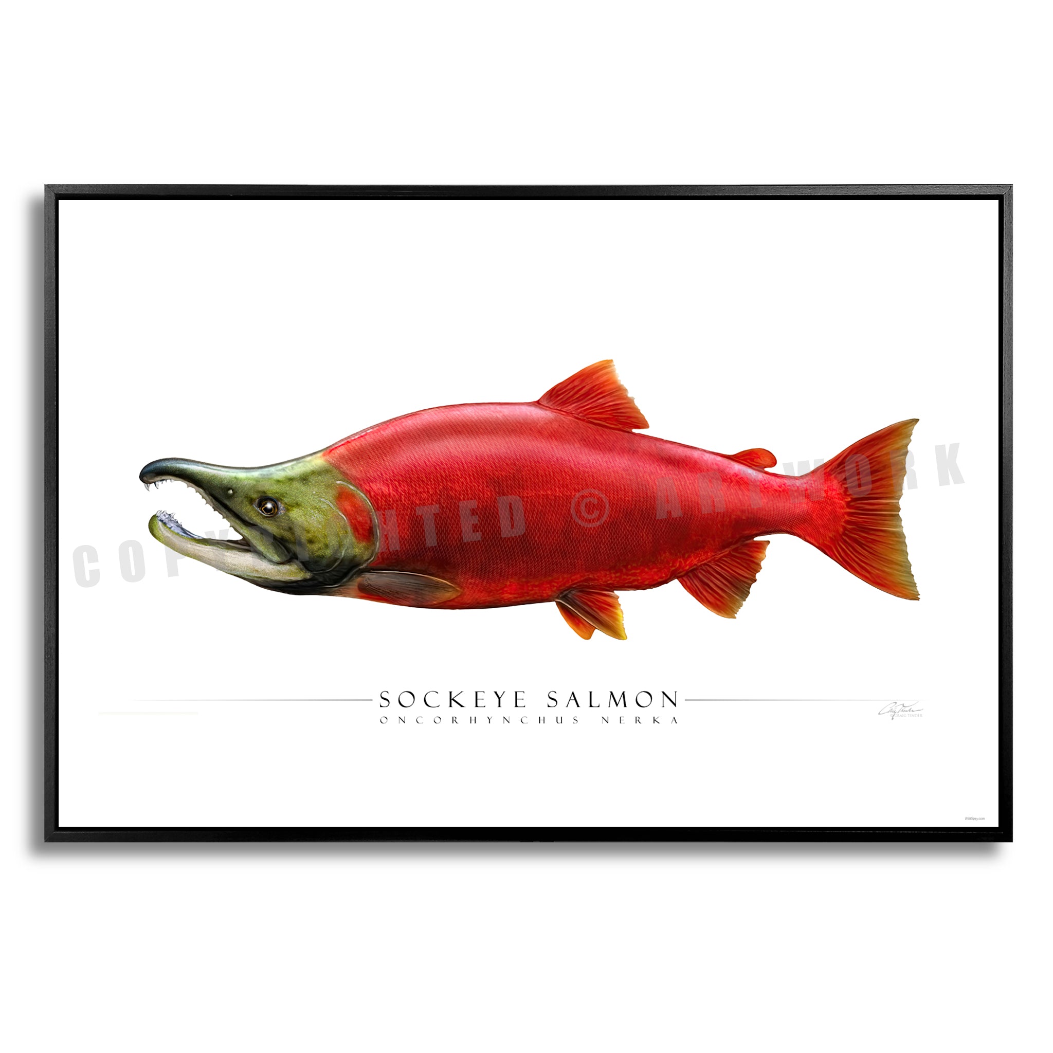 Sockeye Salmon - Side View – Wild Spey