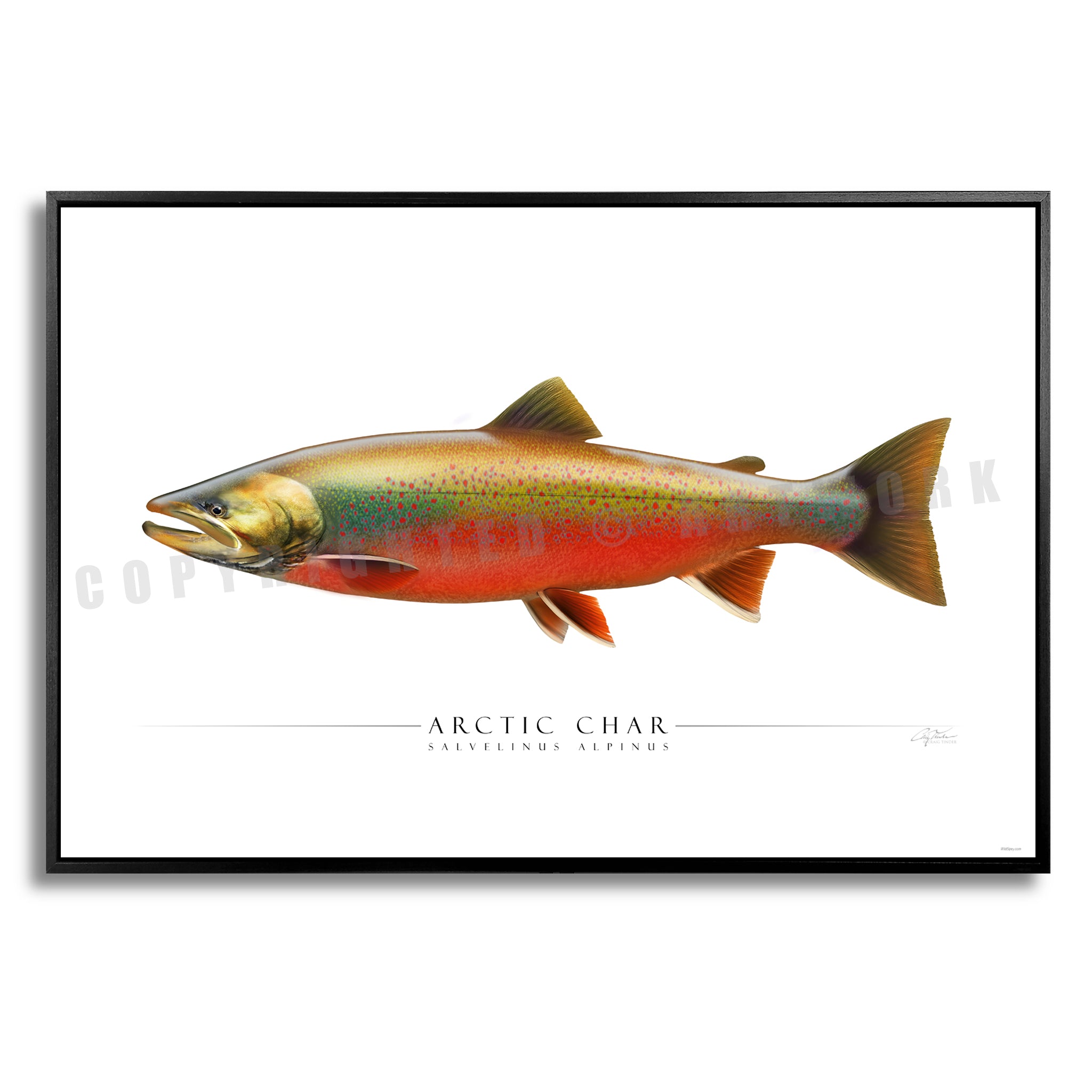 Arctic Char - Side View – Wild Spey