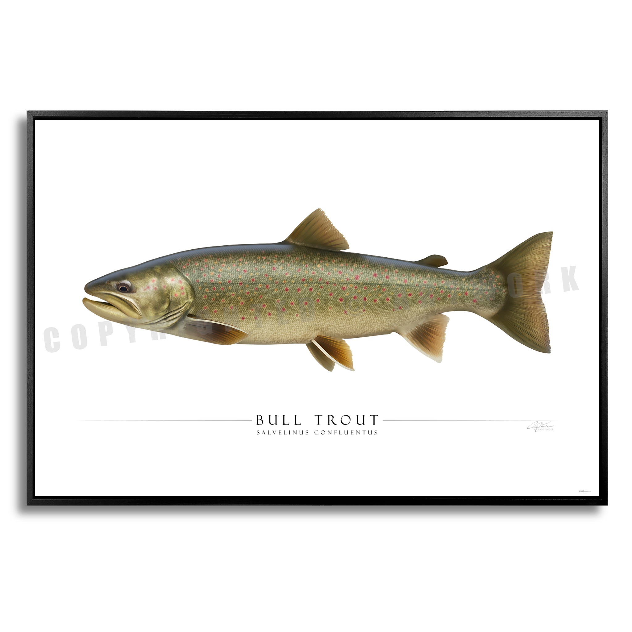 Bull Trout - Side View – Wild Spey